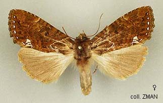 Papua Insects Foundation (Lepidoptera/Drepanidae/Thyatirinae: Habrona ...